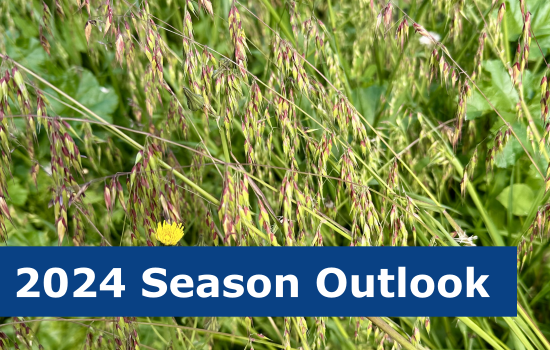 Outlook for the 2024 Canberra Grass Pollen Season - Canberra Pollen