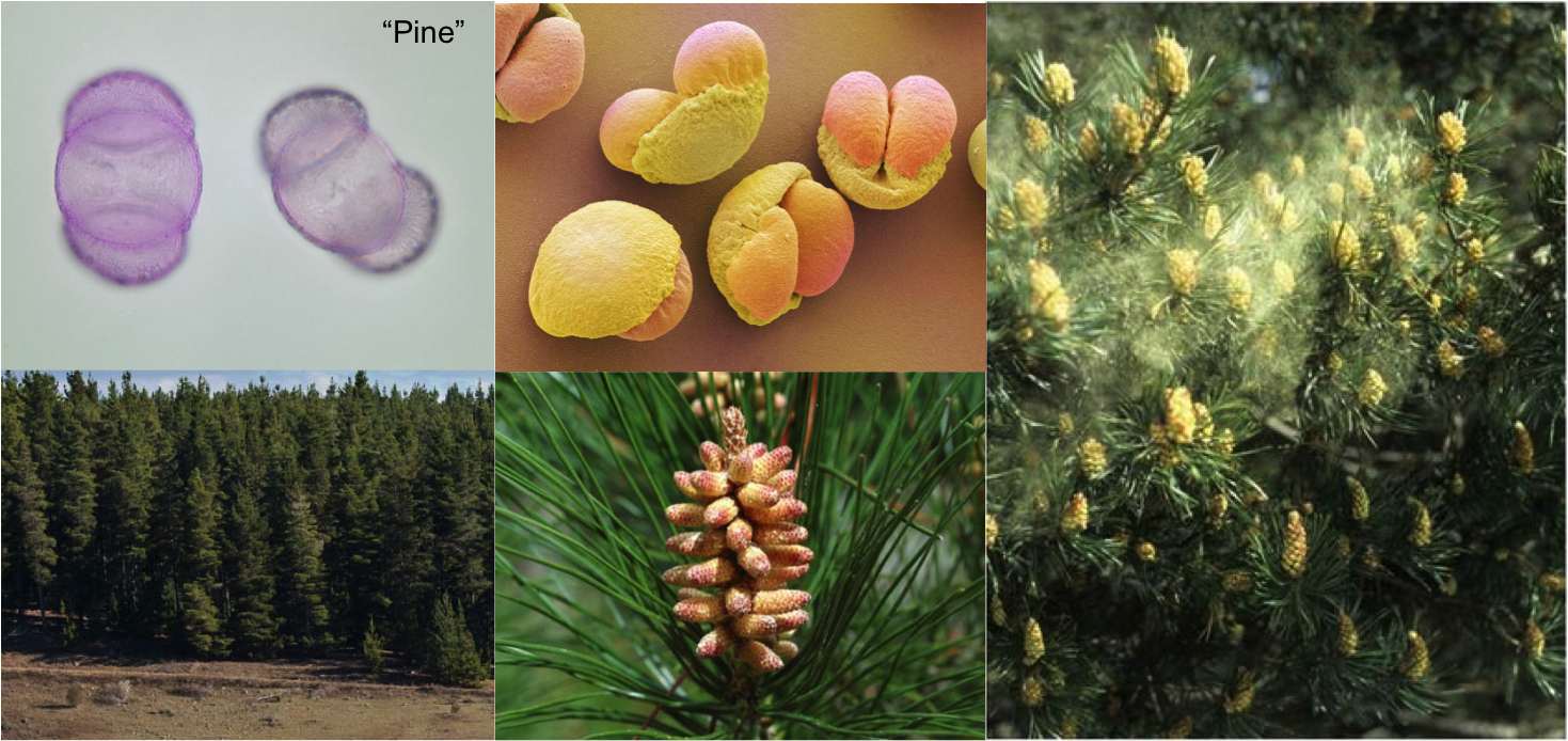 Pine Tree Pollen